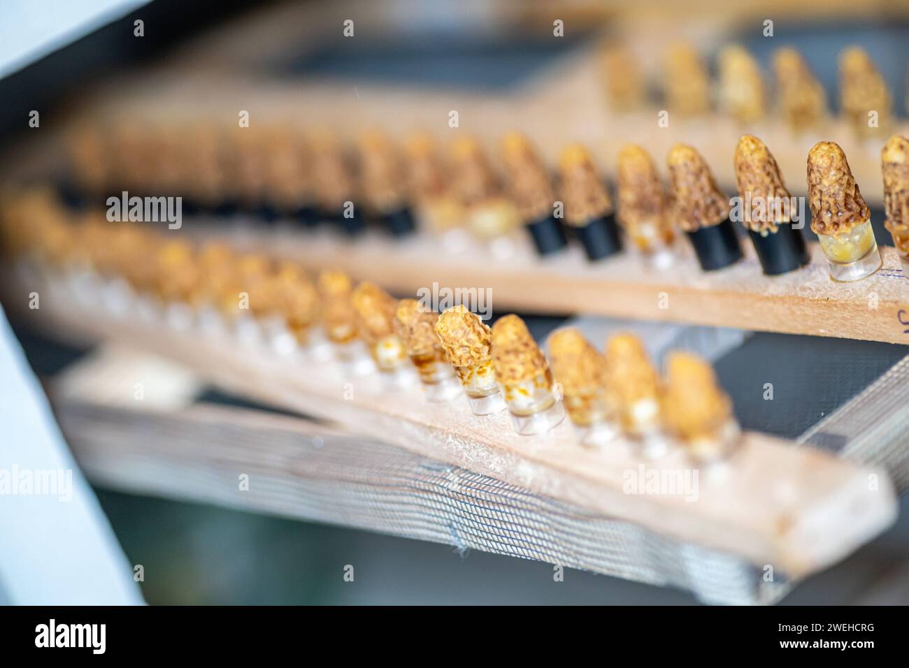 queen cell for larvae queen bees In an incubator . beekeeper in apiary ...
