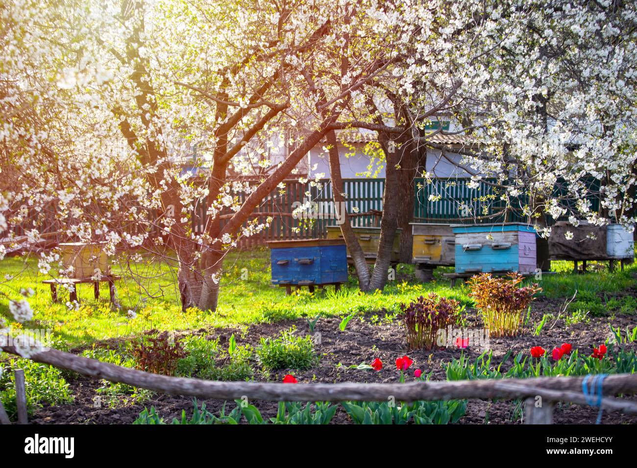 Blossoming garden with apiary. Bees spring under the flowering trees of ...