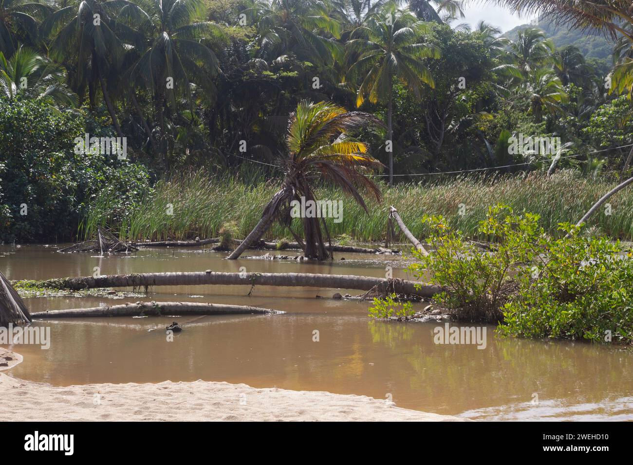 Palm beach into a small creek in mangrove swamp system of south america ...