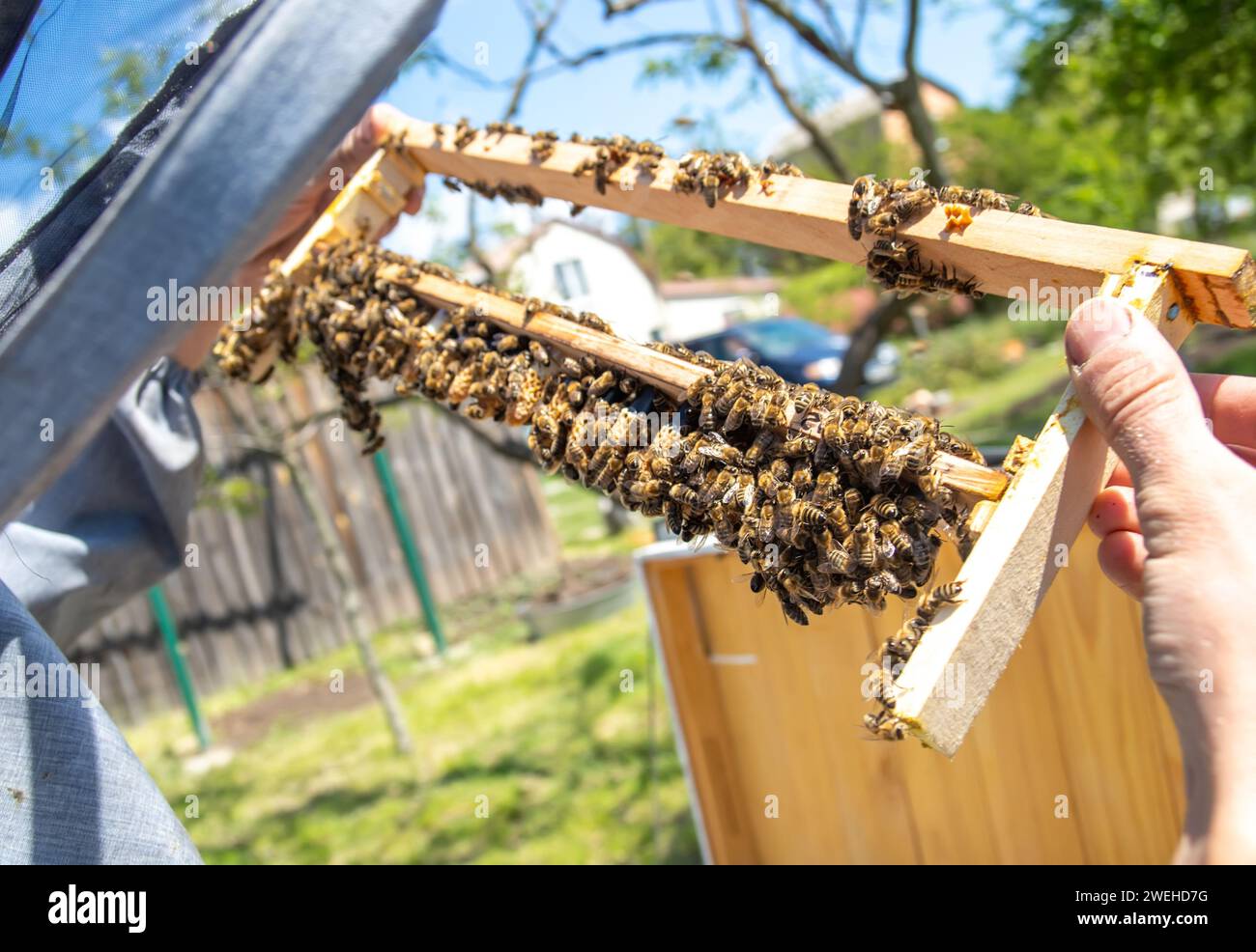Beekeeping queen cell for larvae queen bees. beekeeper in apiary with ...