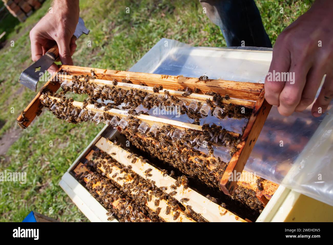Beekeeping queen cell for larvae of queen bees. beekeeper in apiary with frame with sealed queen ...