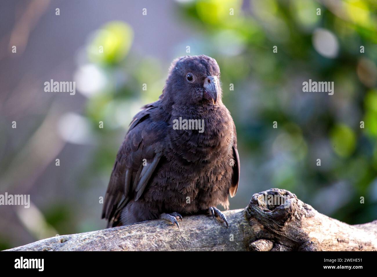 Captivating New Zealand Kaka Parrot gracing the native forests of ...