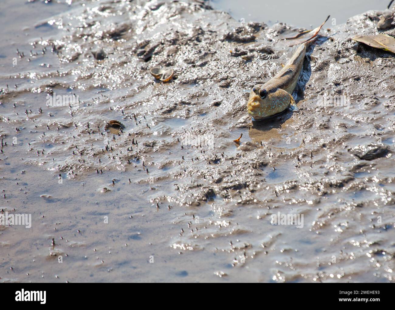 Wildlife observation in bangkok hi-res stock photography and images - Alamy