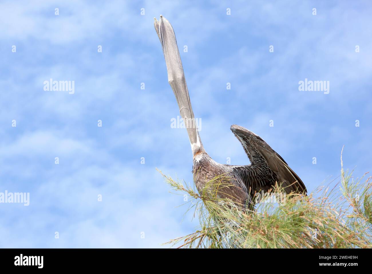 The close view of a large pelican extreme stretching on a top of the ...