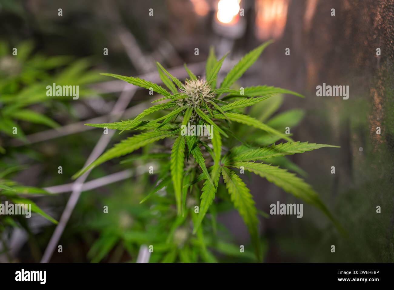 Critical hog variety of marijuana young blossoms in silver wall case ...