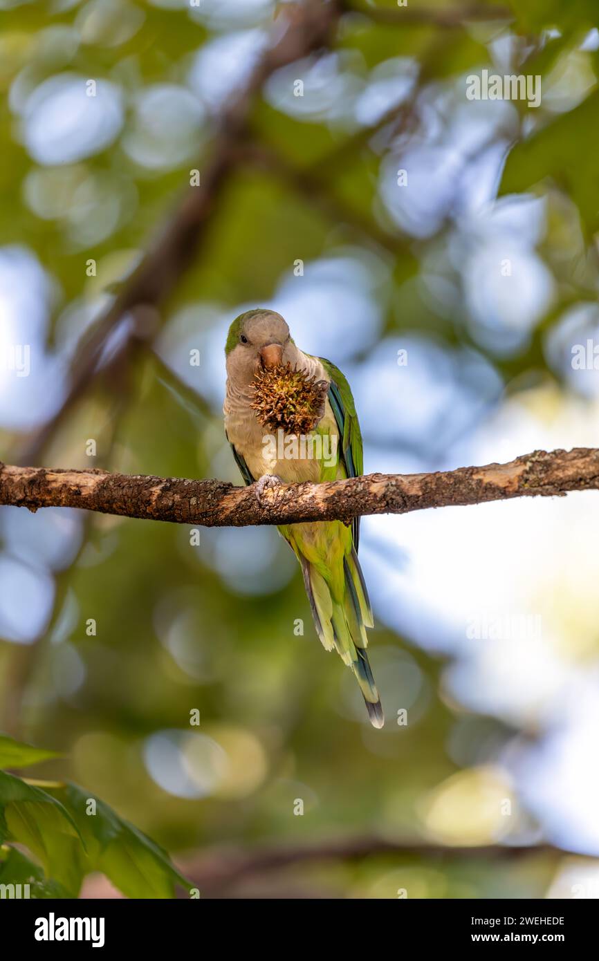 Lively Monk Parakeet (Myiopsitta monachus) adding vibrancy to El Retiro ...