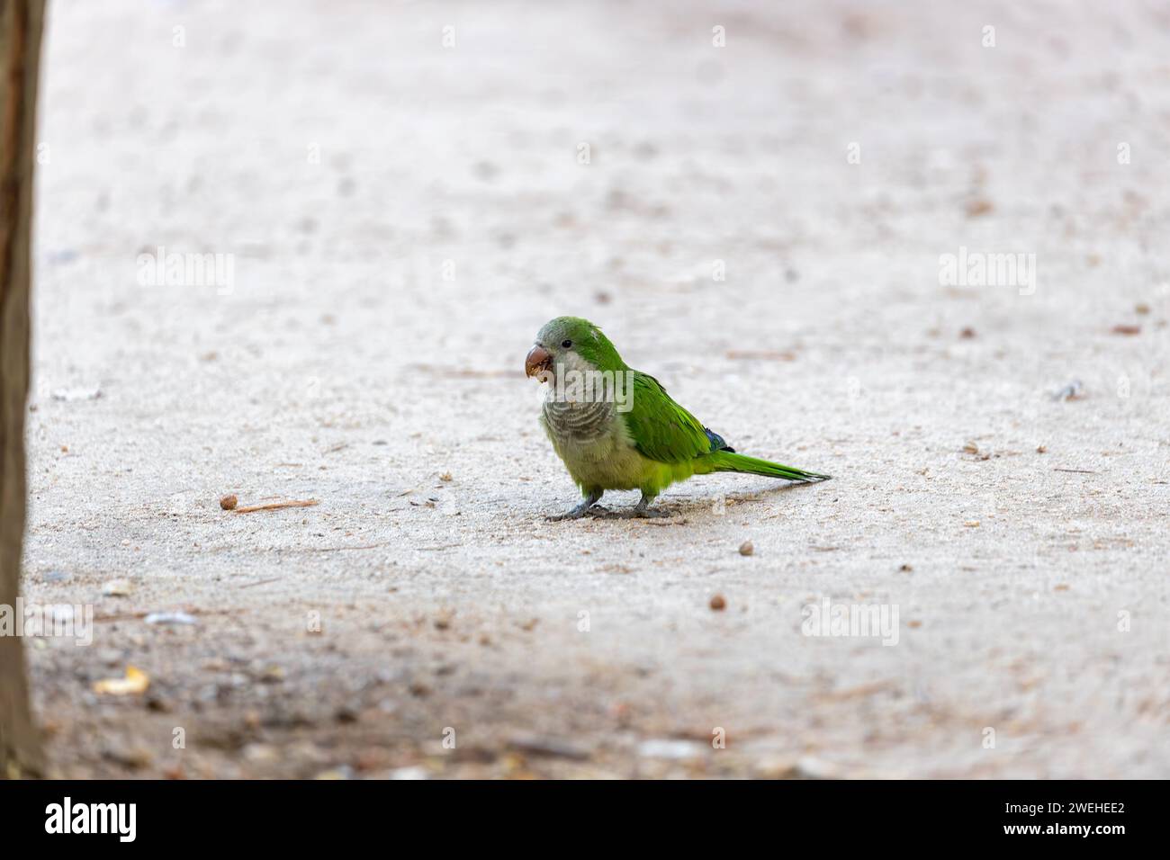 Lively Monk Parakeet (Myiopsitta monachus) adding vibrancy to El Retiro ...
