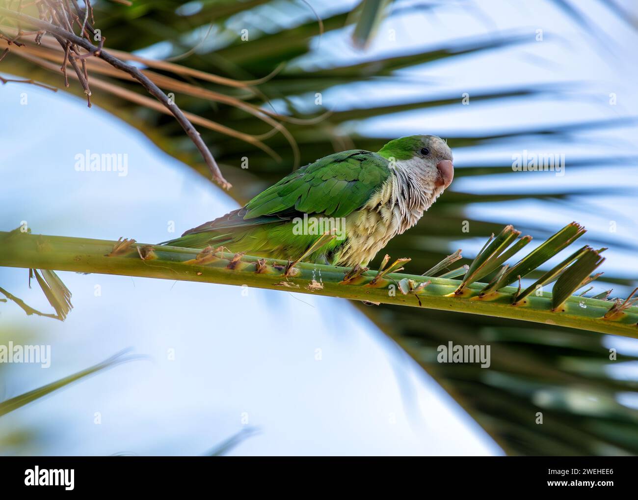 Lively Monk Parakeet (Myiopsitta monachus) adding vibrancy to El Retiro ...