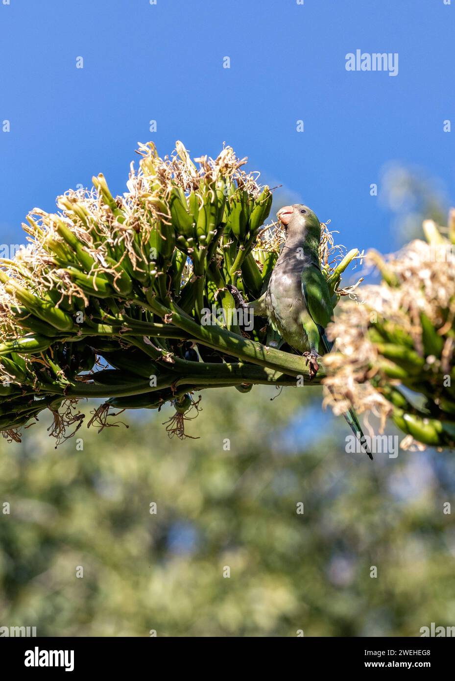 Lively Monk Parakeet (Myiopsitta monachus) adding vibrancy to El Retiro ...