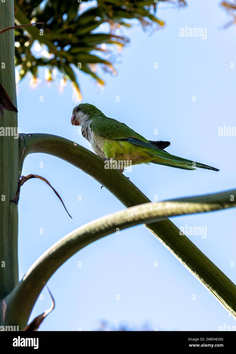 Lively Monk Parakeet (Myiopsitta monachus) adding vibrancy to El Retiro ...