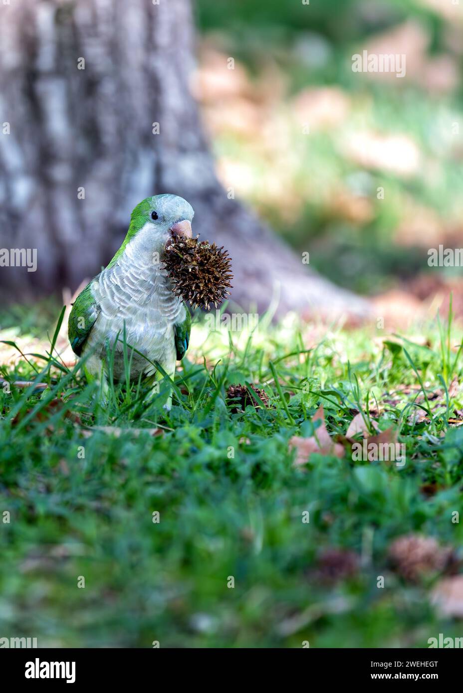 Lively Monk Parakeet (Myiopsitta monachus) adding vibrancy to El Retiro ...