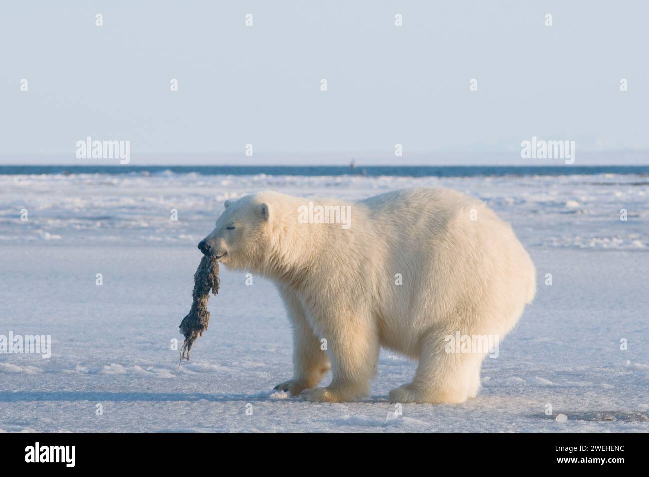 polar bear, Ursus maritimus, spring cub feeds on a piece of muktuk, the ...