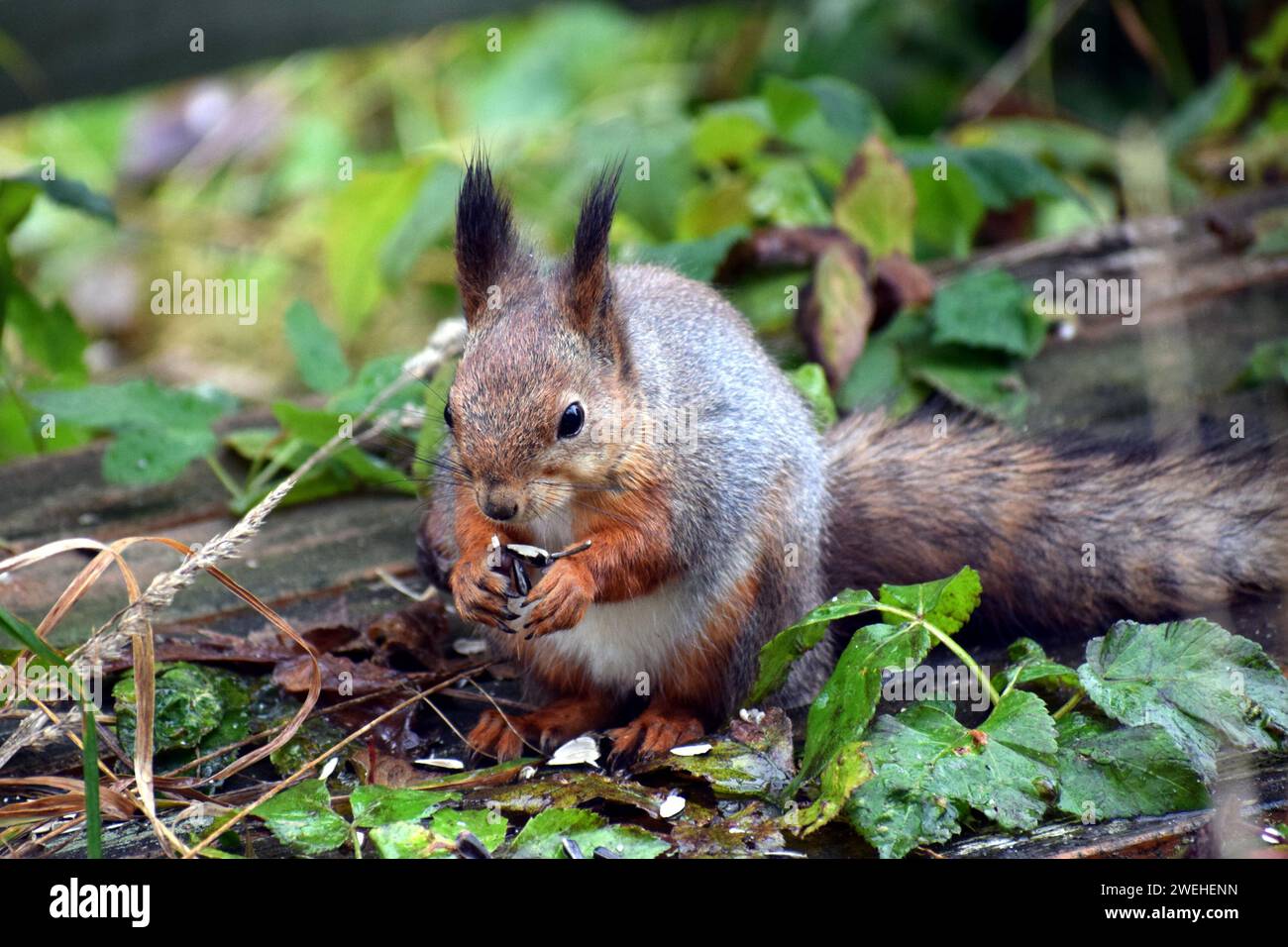 Red squirrel, Sciurus vulgaris, sitting on a ground Stock Photo - Alamy