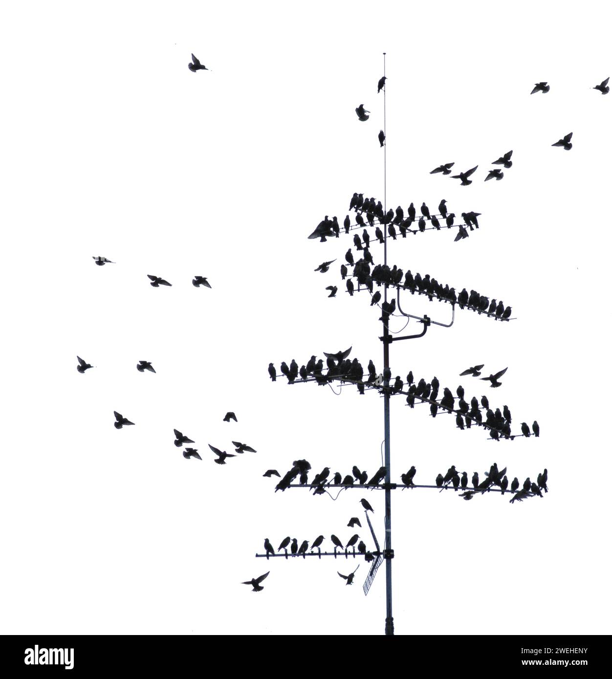 a flock of starlings (Sturnus Vulgaris) gathers on a television aerial ...