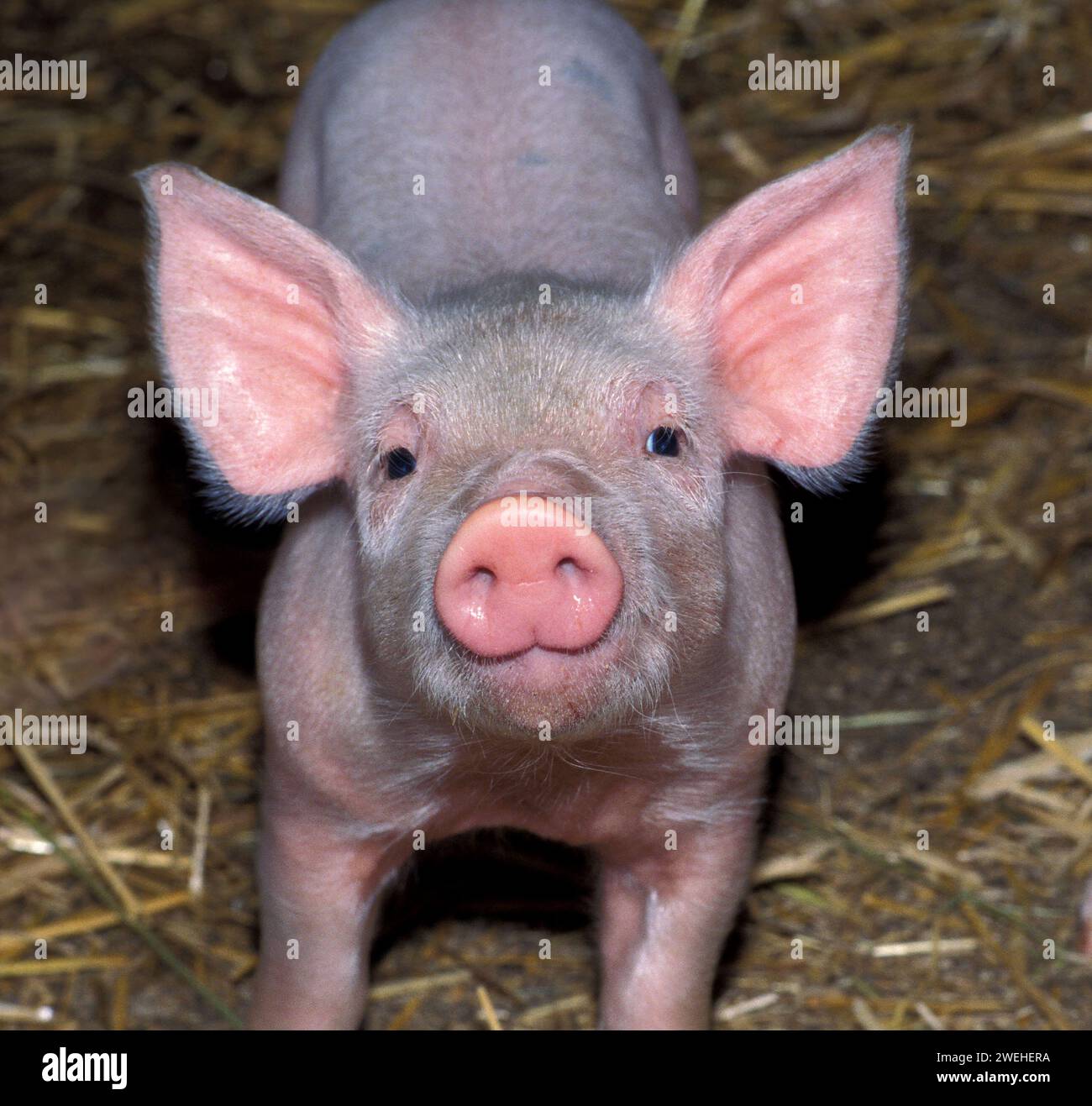 Domestic pigs pigsty hi-res stock photography and images - Alamy