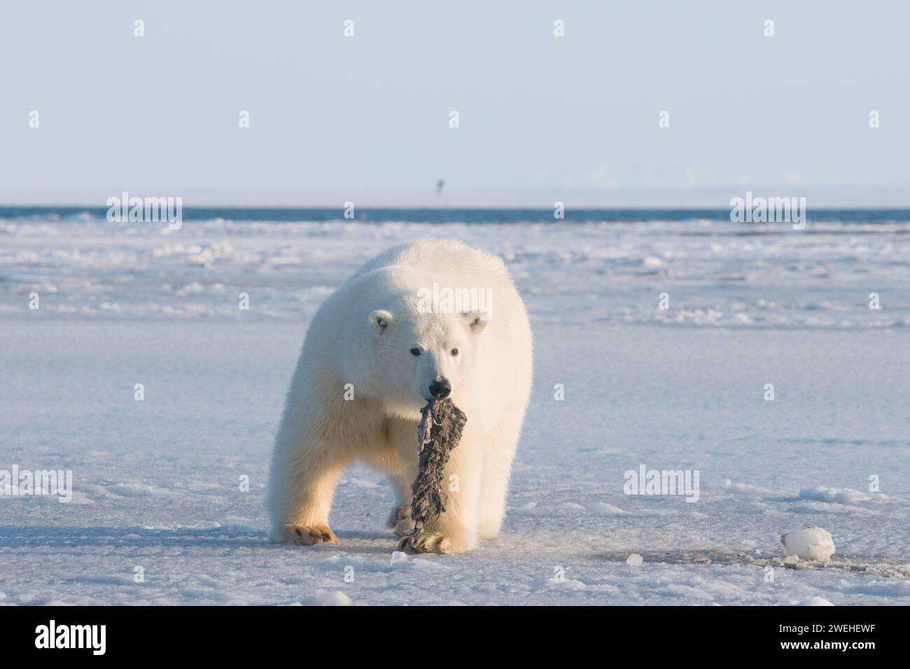 Alaska bear skin hi-res stock photography and images - Alamy