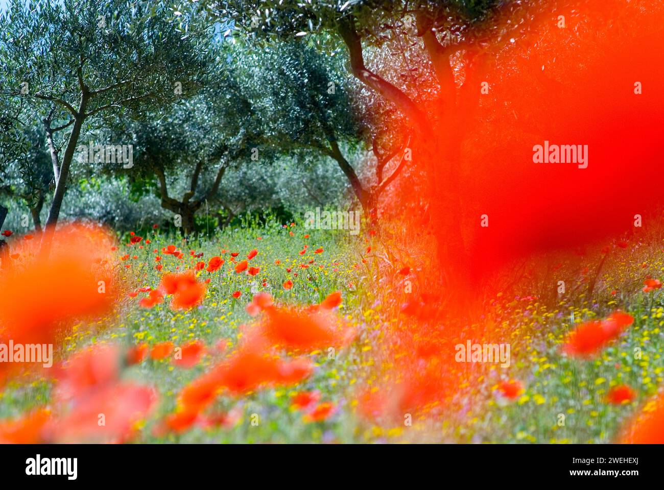 Red italian poppies wildflowers in hi-res stock photography and images ...