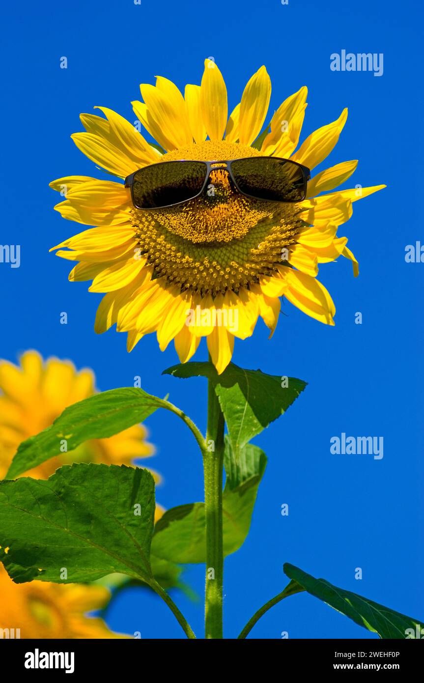 close-up of a smiling sunflower with sunglasses in a sunflower field ...