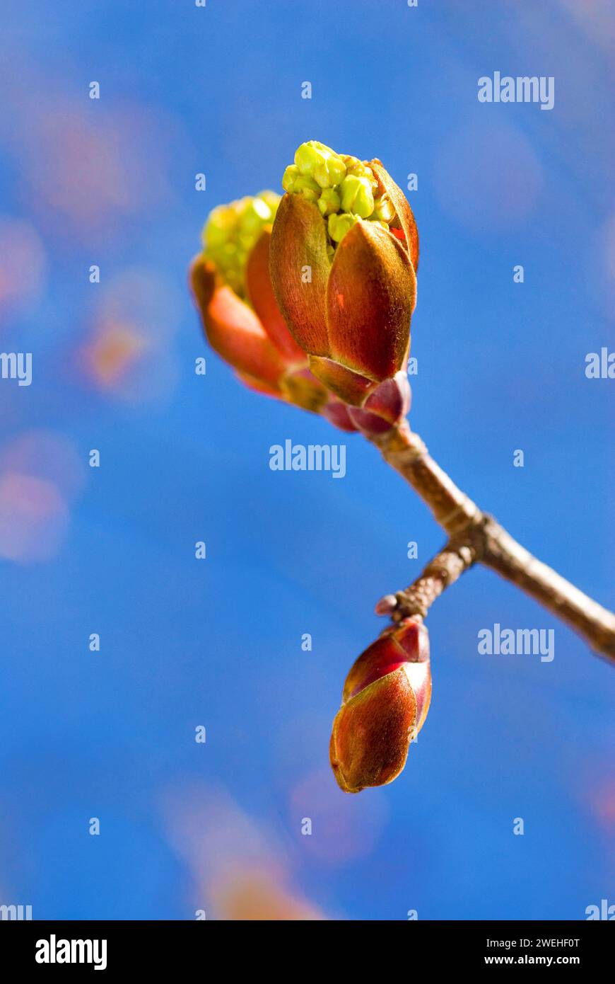 Buds of a red maple (Acer rubrum) against blue sky Stock Photo - Alamy