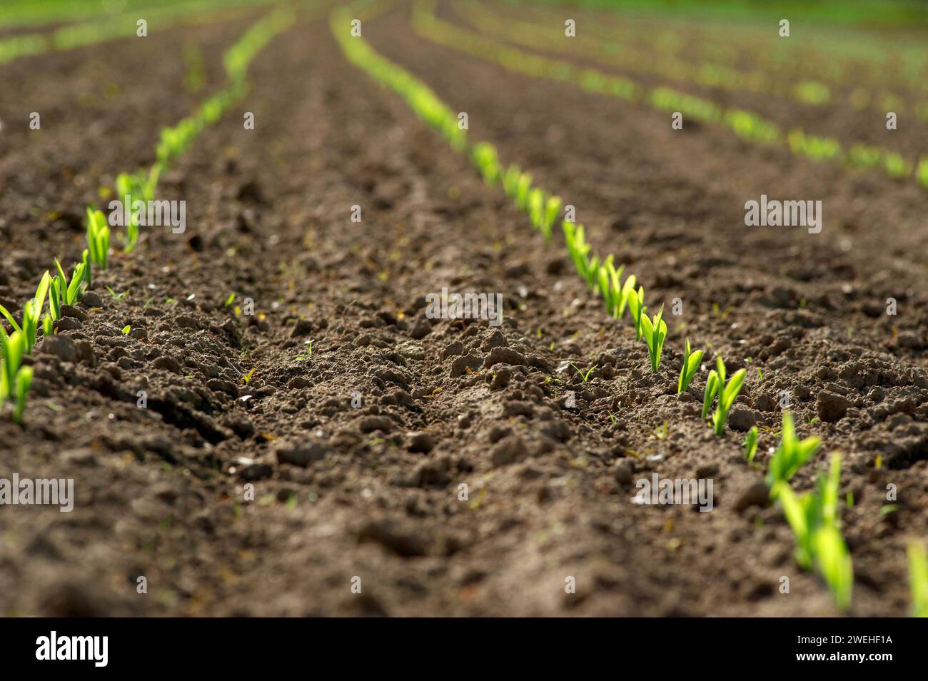 Maize seedling hi-res stock photography and images - Alamy