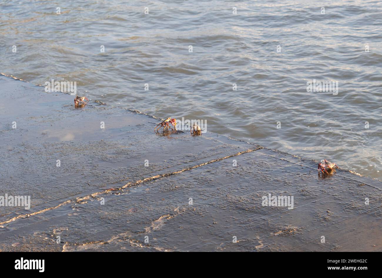 four crabs in a concret shore with caribbean sea at background in ...