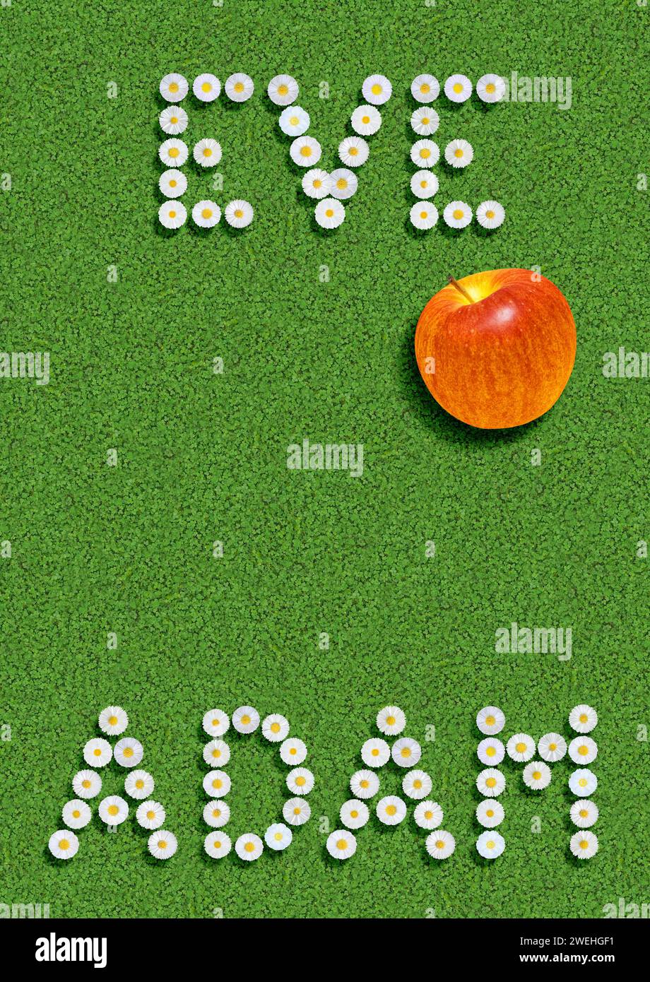 The names Adam and Eve written with daisies on a clover field and an ...