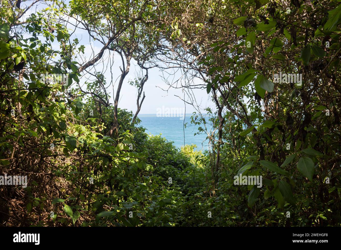 Caribbean jungle trekking hi-res stock photography and images - Alamy