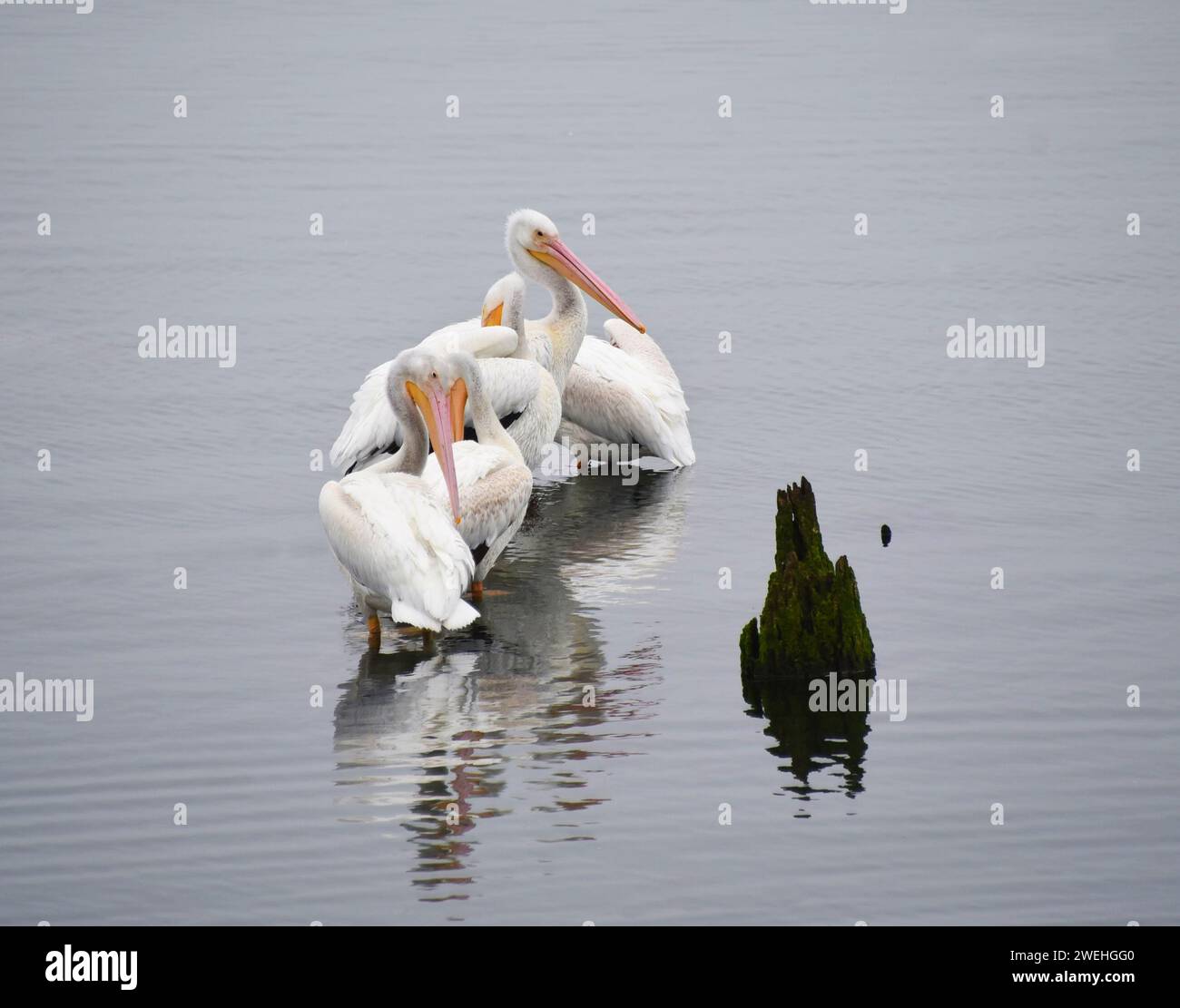 Group of American White Pelicans cluster together on a sunken log on ...
