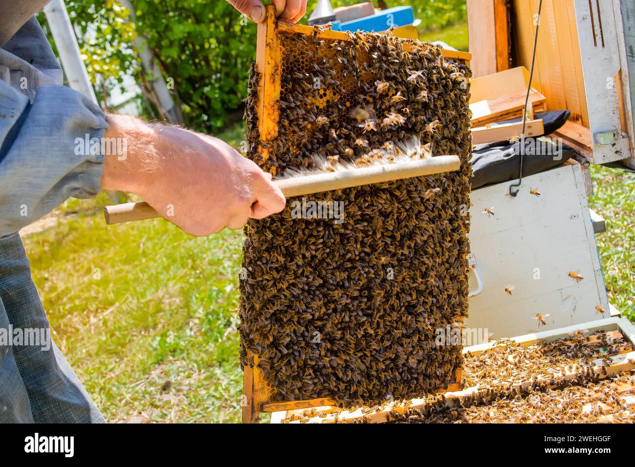 beekeeper swipes bees from frame, uniting bee family and puts frame ...