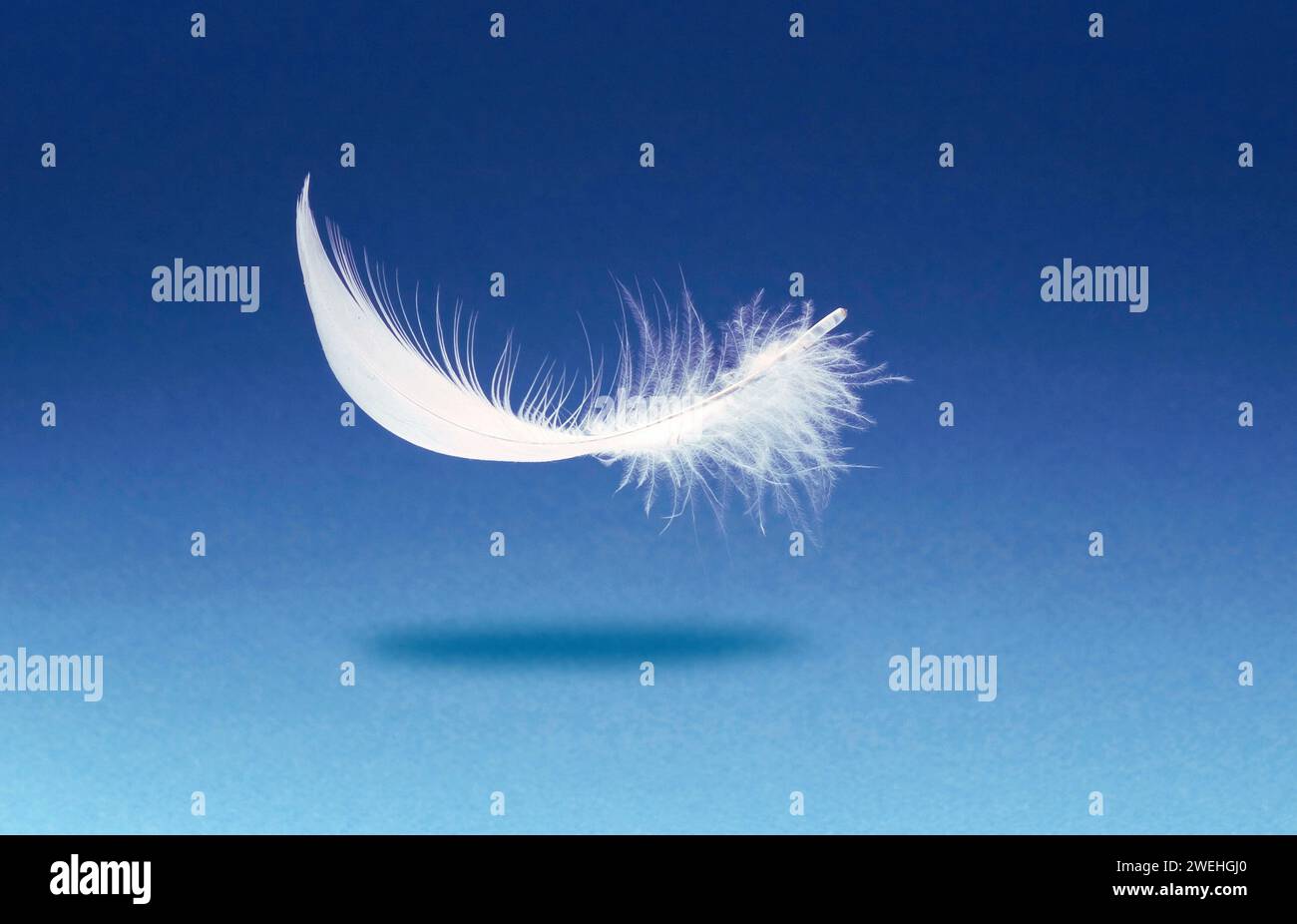 a single white feather, floating above a blue background Stock Photo ...