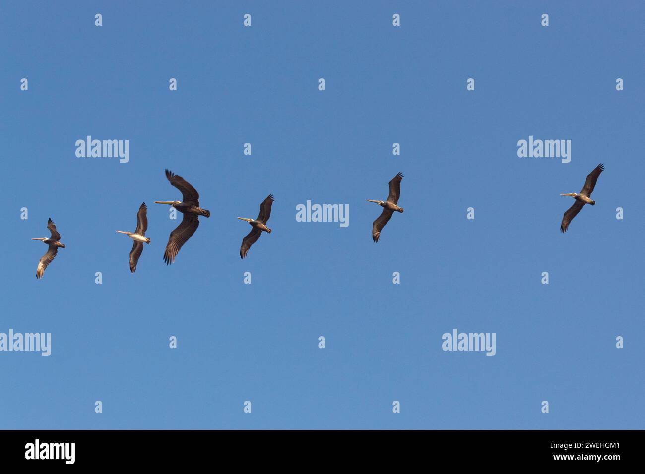 Six Brown Pelican flock flying viewed from below with blue sky at ...