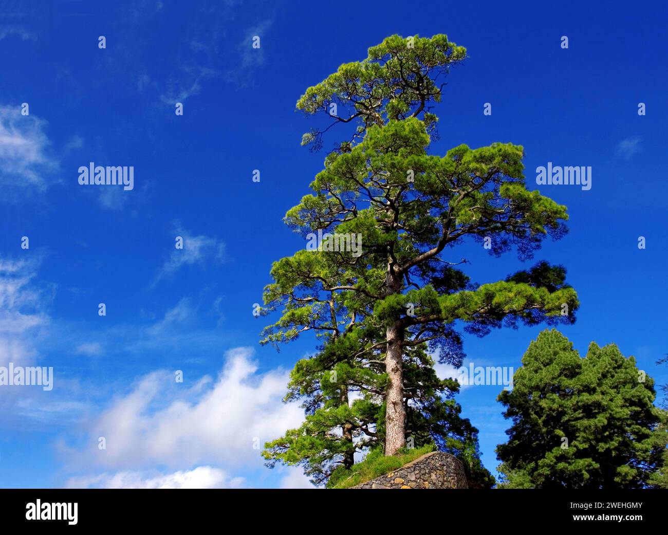 a single large Canary Island pine with blue sky, (Pinus canariensis ...