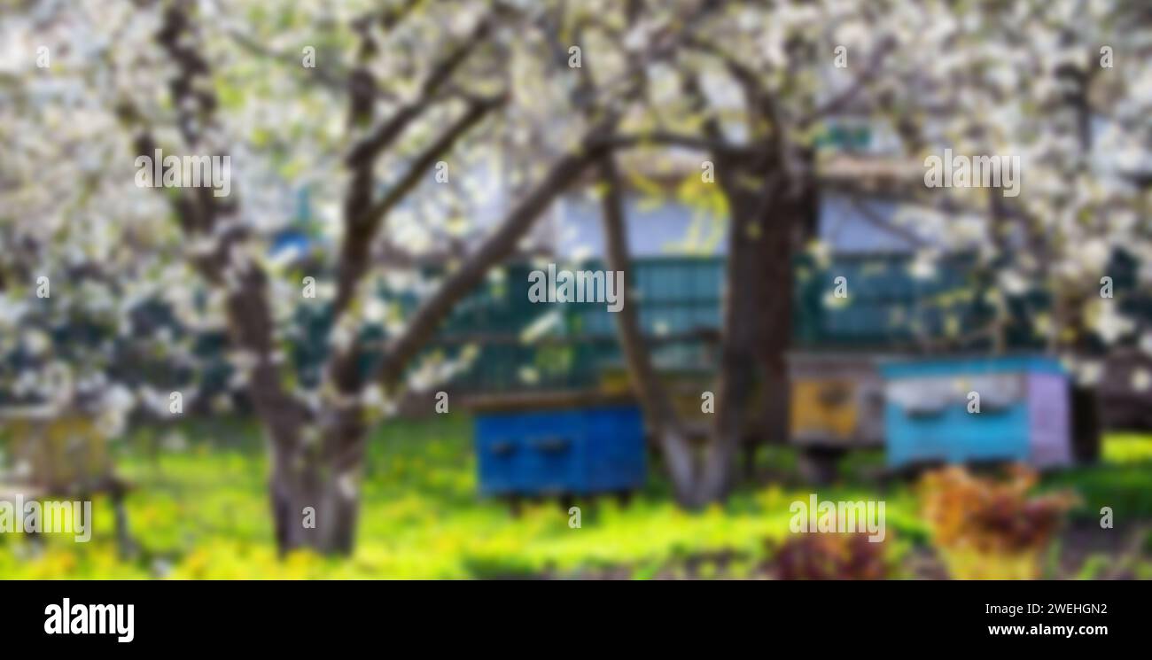 Blossoming garden with apiary. Bees spring under the flowering trees of ...