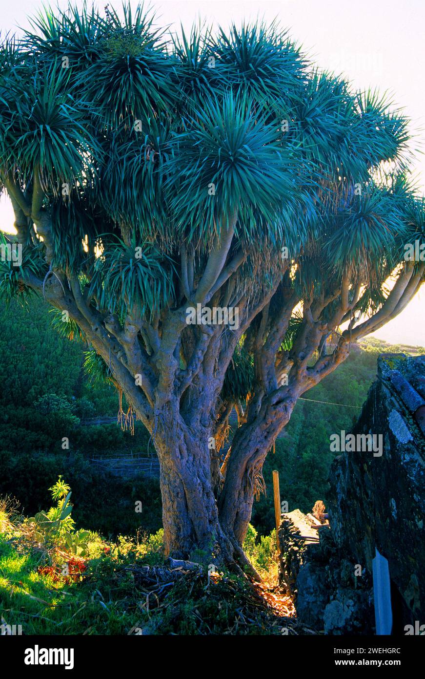 Canary dragon tree or dragon's blood tree (Dracaena draco) next to the ...