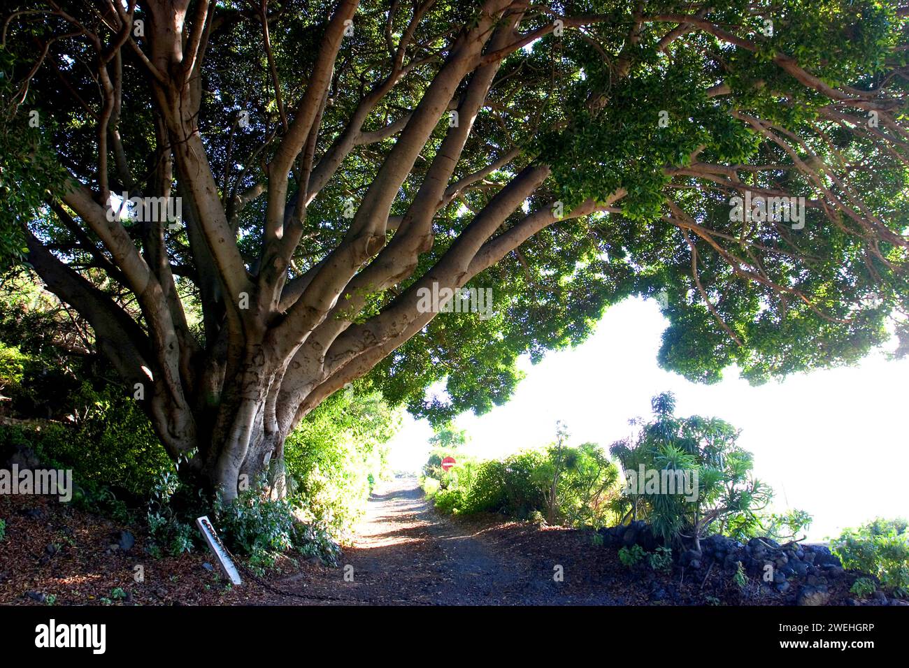 Small tree big tree hi-res stock photography and images - Alamy