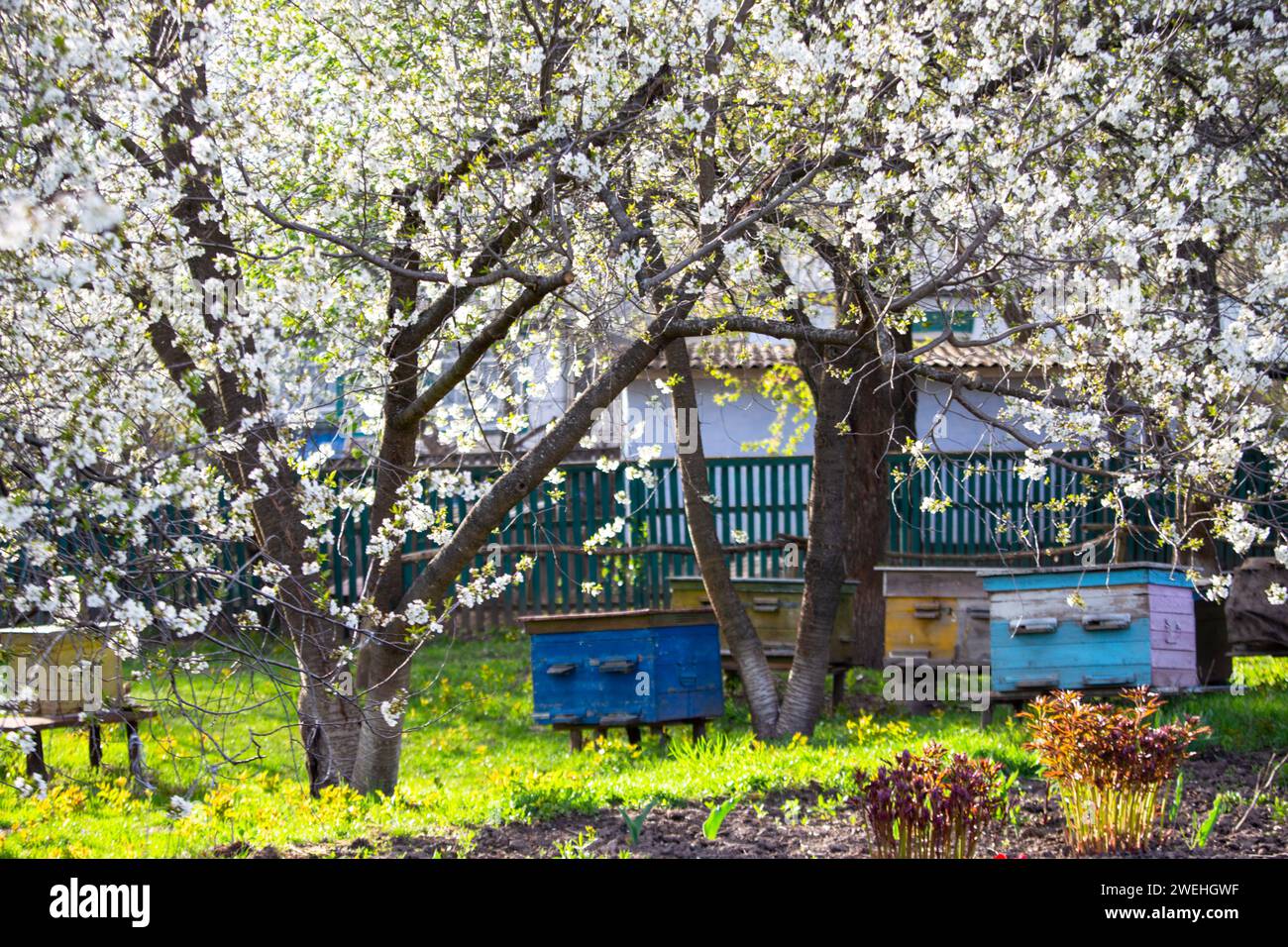 Blossoming garden with apiary. Bees spring under the flowering trees of ...