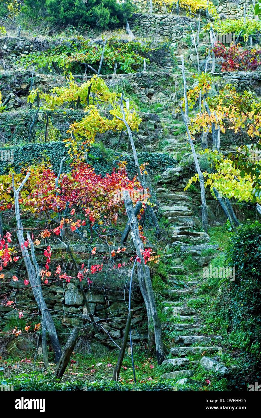 Terracing cinque terre hi-res stock photography and images - Alamy