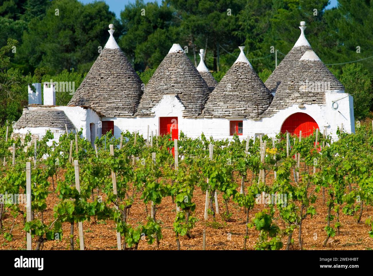 Primitivo italy hi-res stock photography and images - Alamy