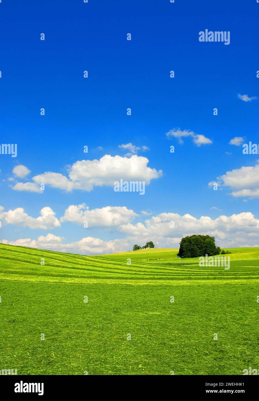 Meadow landscape with mown meadows, hay harvest, and blue sky with ...