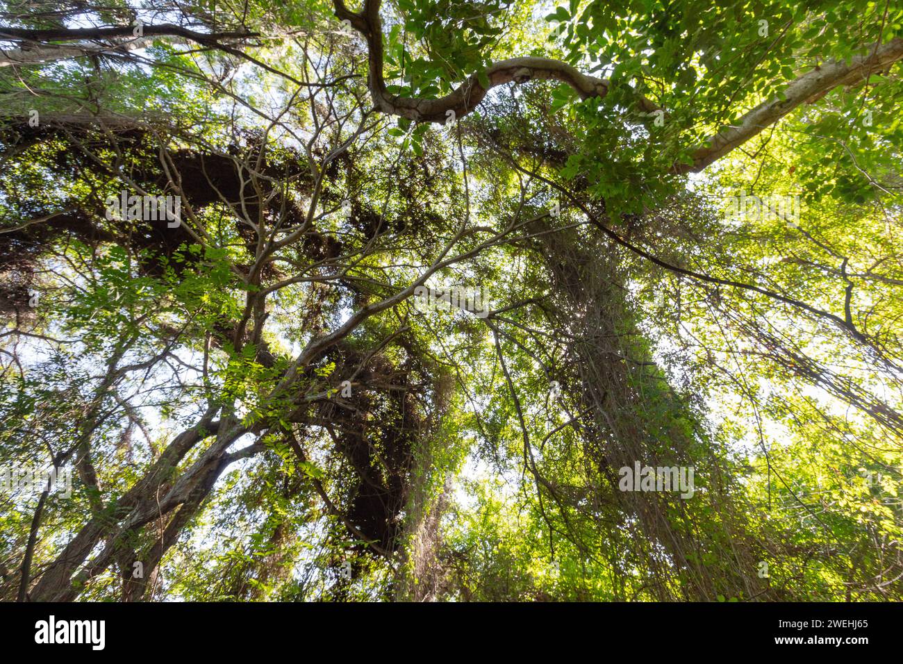 Beautiful big foliage and branches of an old tropical jungle tree in ...