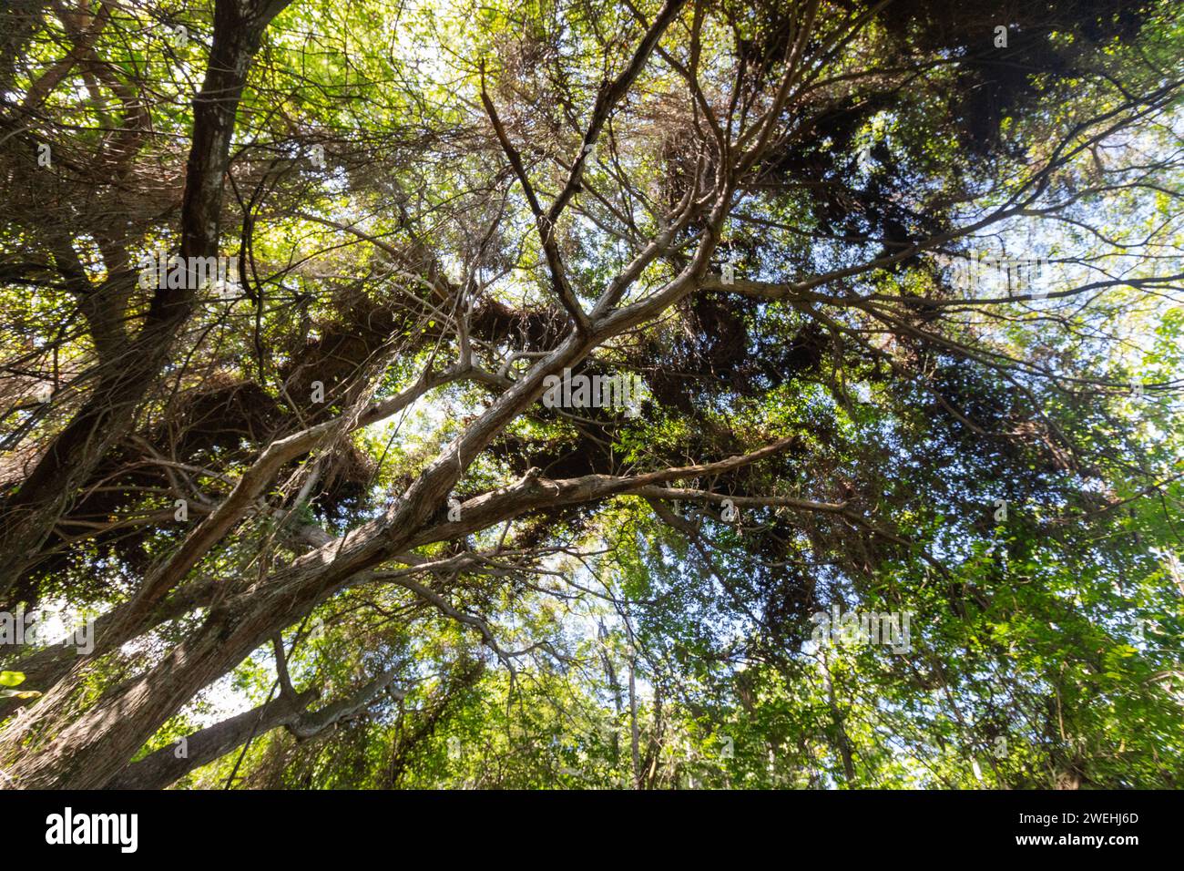 Beautiful big tree of a tropical jungle viewed from below Stock Photo ...