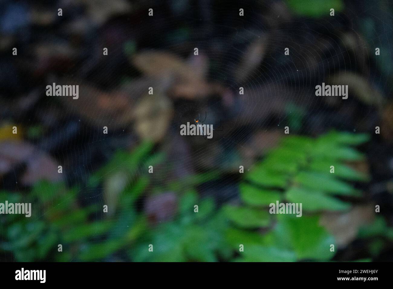 Closeup to a long jawed spider on its spiderweb with blurred tropical ...