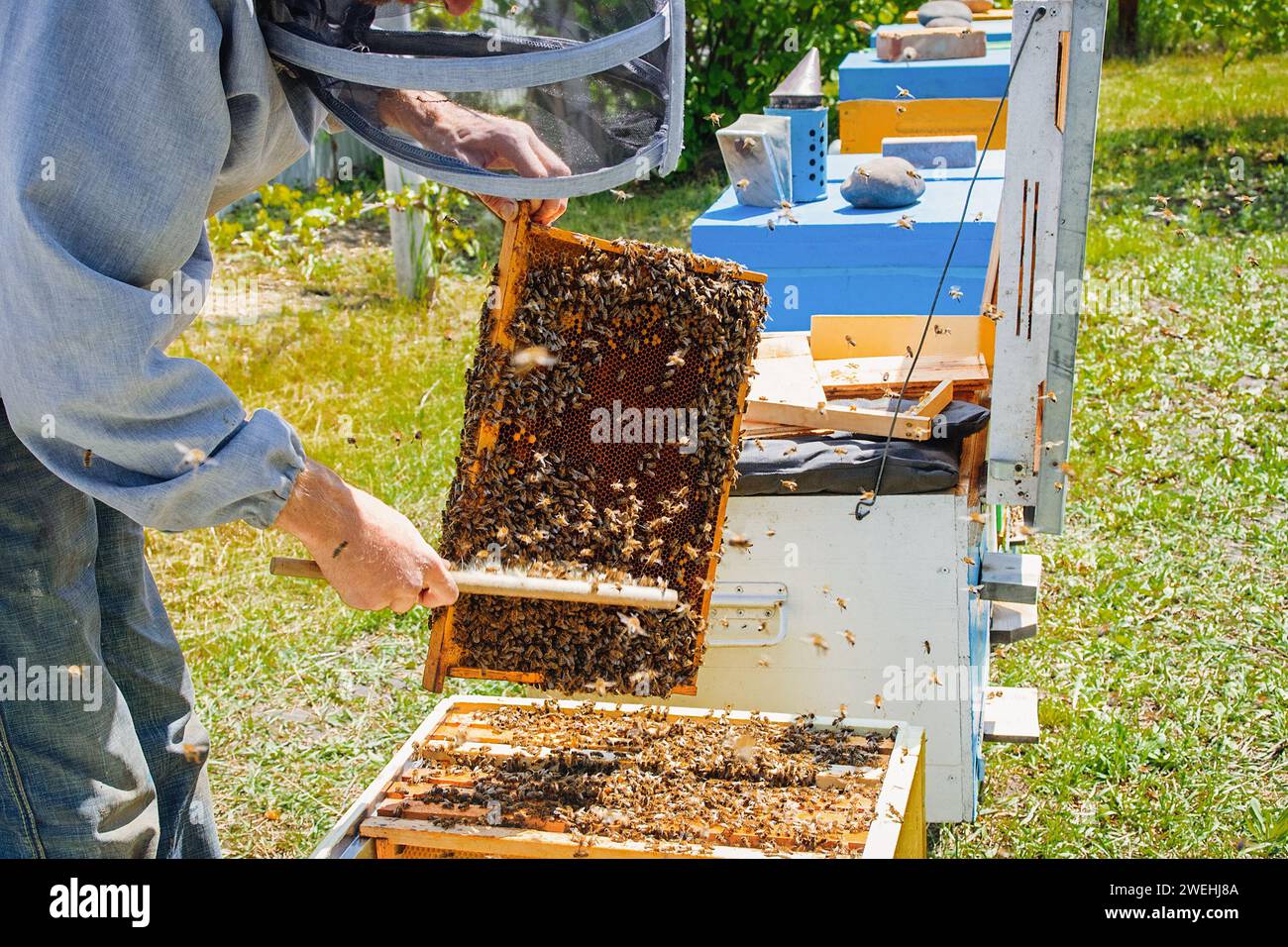beekeeper swipes bees from frame, uniting bee family and puts frame ...