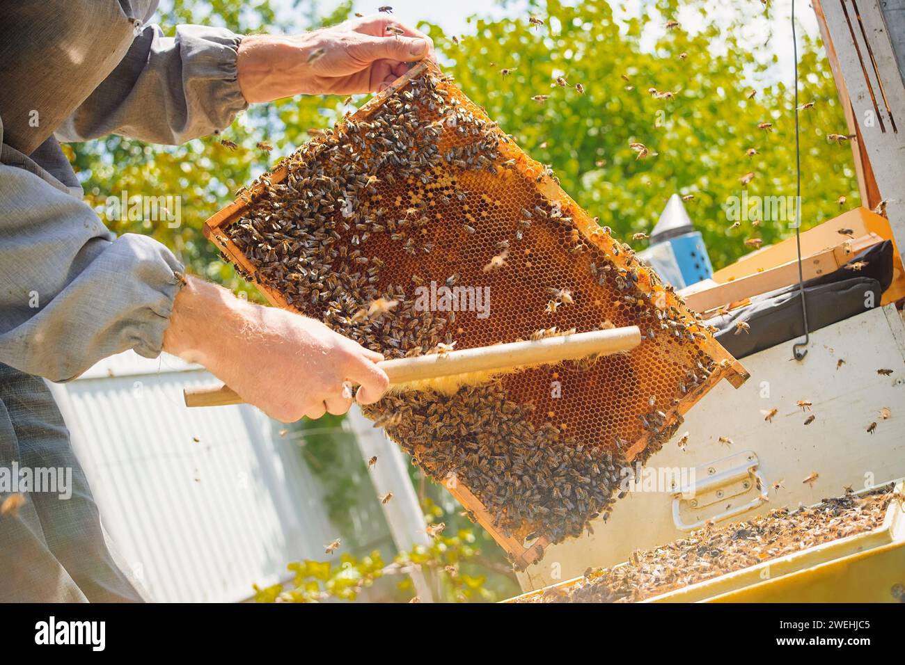 beekeeper swipes bees from frame, uniting bee family and puts frame ...