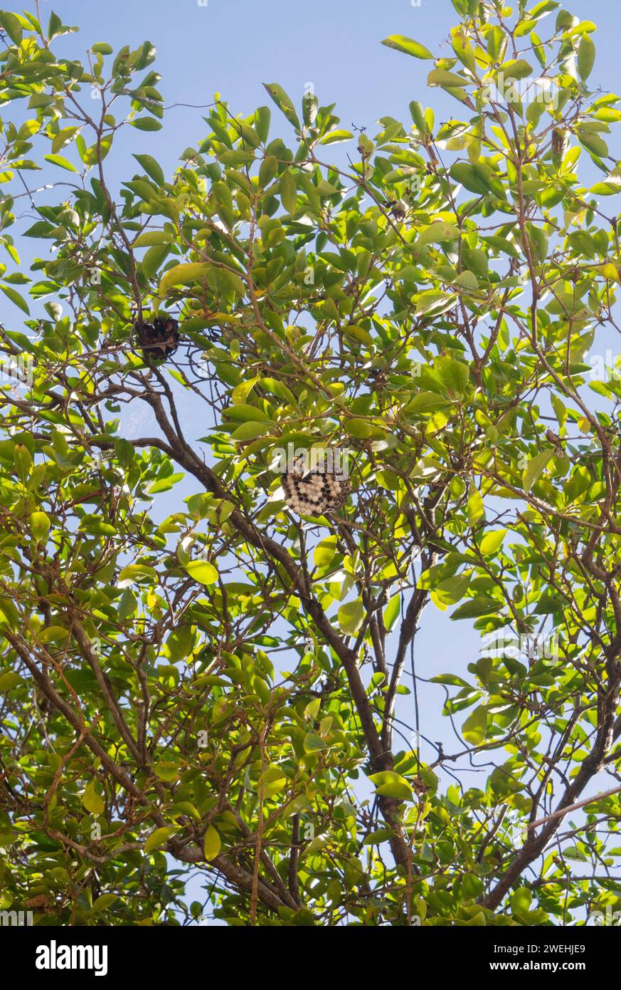 Wasp fly in sky hi-res stock photography and images - Alamy