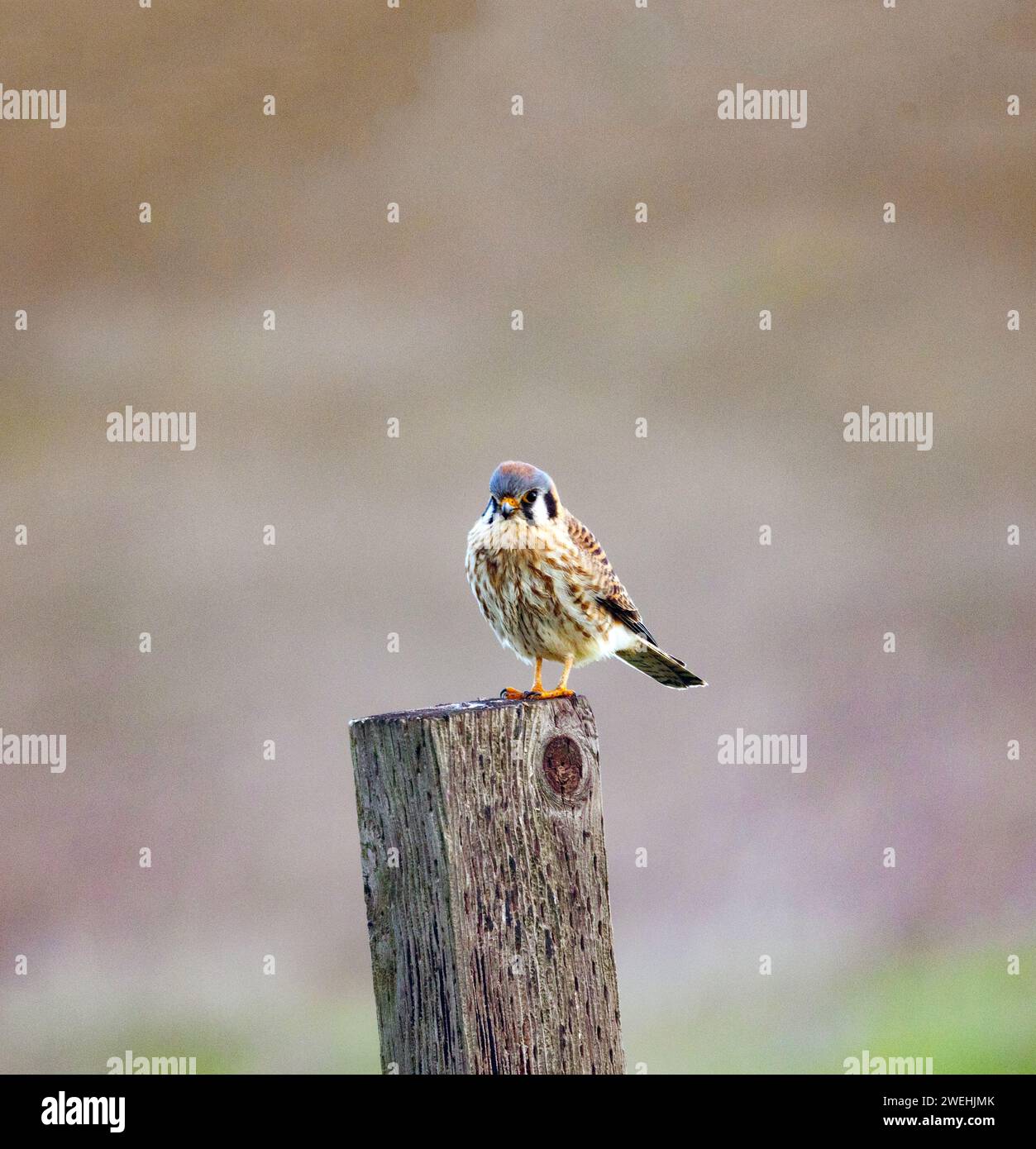 American sparrow hawk hi-res stock photography and images - Alamy