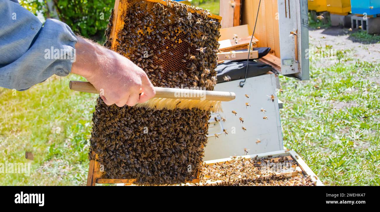 beekeeper swipes bees from frame, uniting bee family and puts frame ...