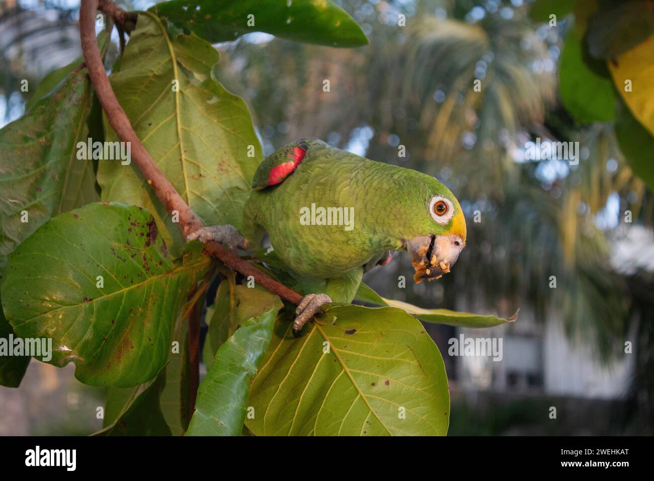A yellow crowned amazon green parrot over a branch tree with rice in ...