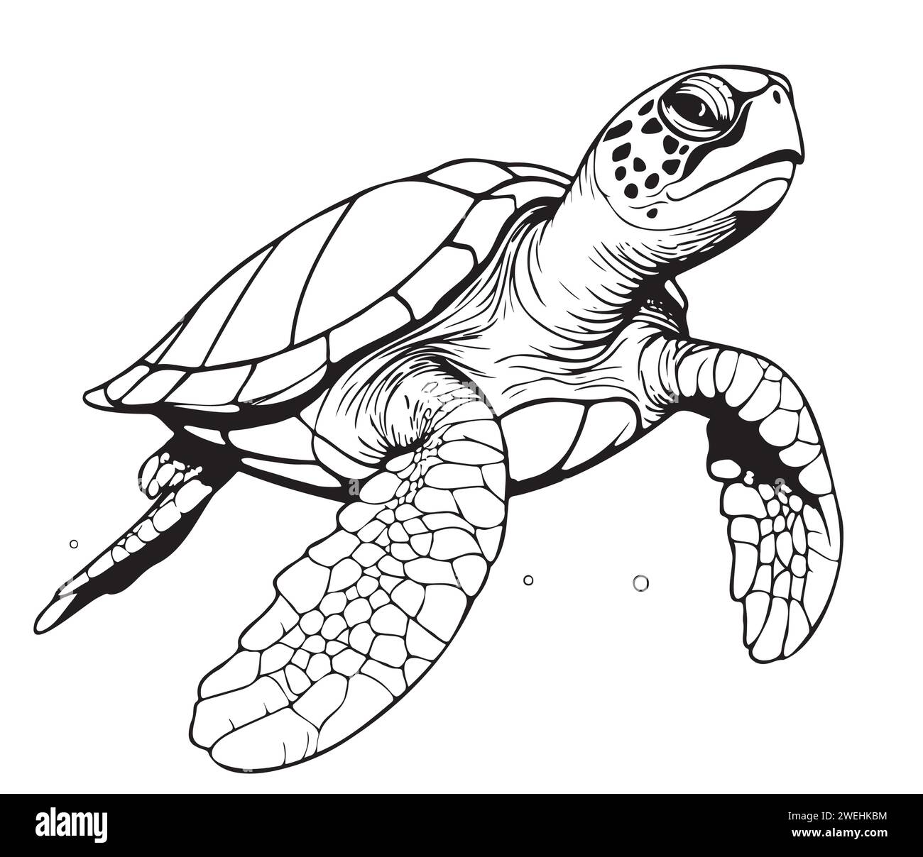 Sea turtle hand drawn engraving style sketch Underwater animals Vector ...