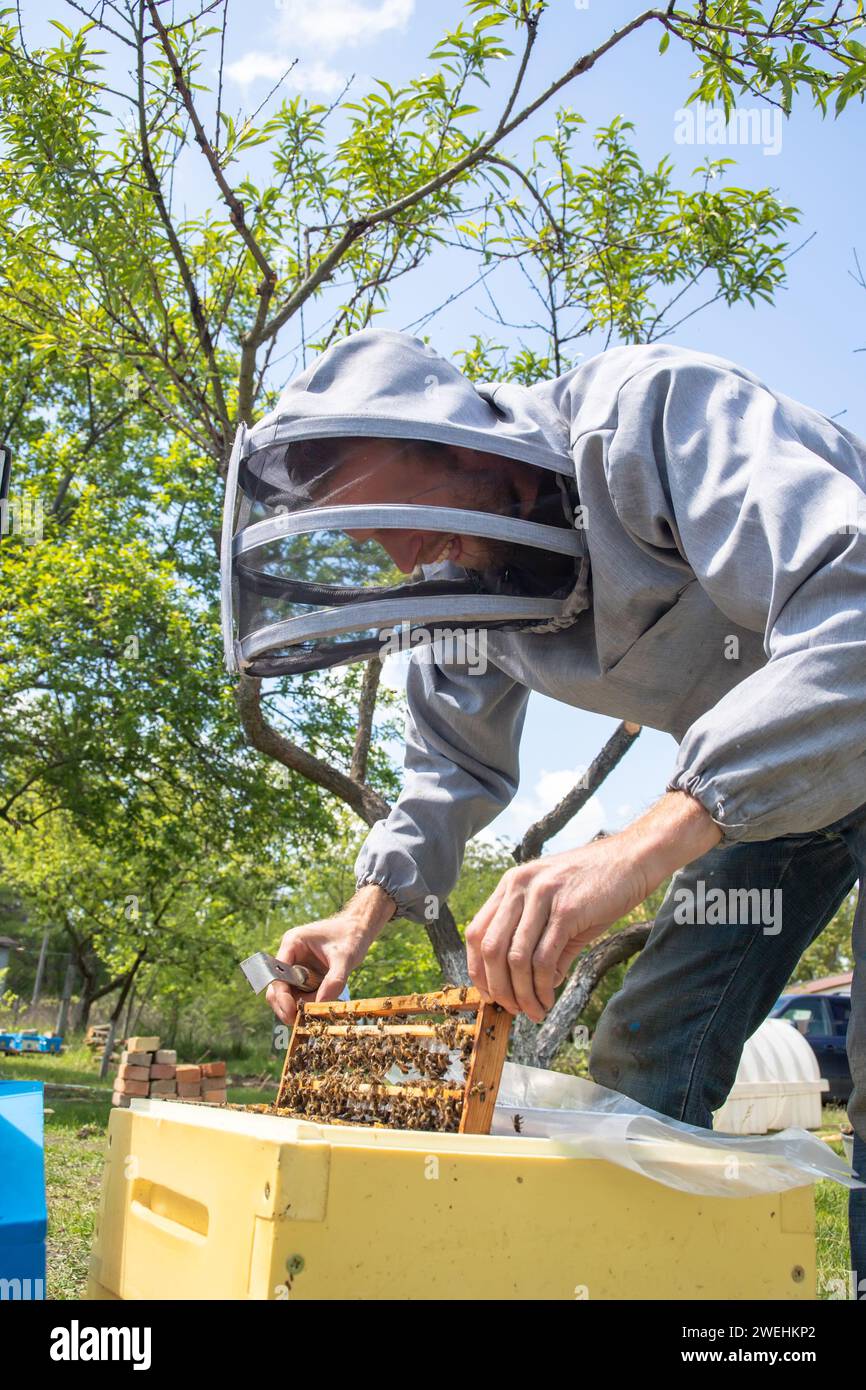 Beekeeping queen cell for larvae queen bees. beekeeper in apiary with ...